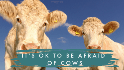 FIVE REASONS WHY IT'S OK TO BE AFRAID OF COWS - Adventure Geek