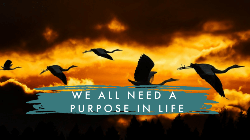 We All Need A Purpose In Life - Adventure Geek