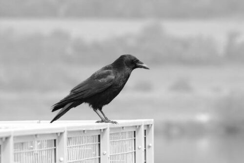 WHAT IS THE DIFFERENCE BETWEEN A ROOK AND A CROW? - Adventure Geek