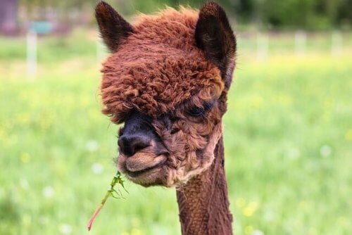 WHAT IS THE DIFFERENCE BETWEEN AN ALPACA AND A LLAMA? - Adventure Geek