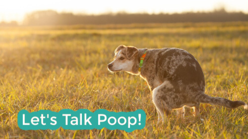 LET'S TALK POOP! - Adventure Geek