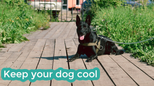 POOCH CORNER - HOW KEEP YOUR DOG COOL IN HOT WEATHER - Adventure Geek